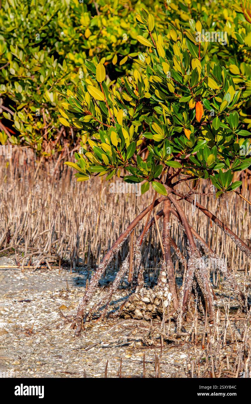 Red and black mangroves along the shoreline in Florida. Shows aerial ...