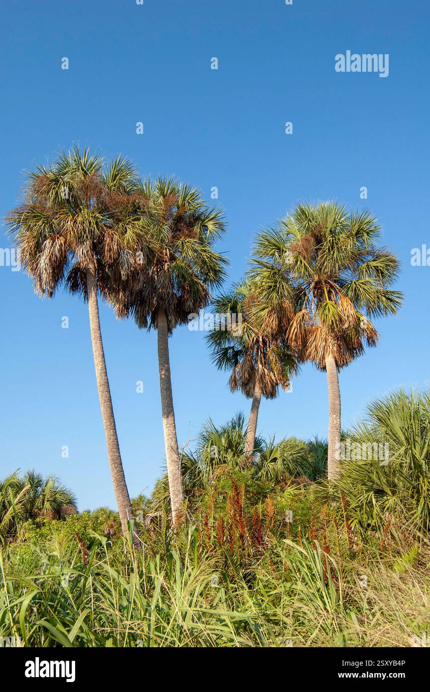 Cabbage Palms, Sabal Palmetto. A group of tall cabbage palms towering ...