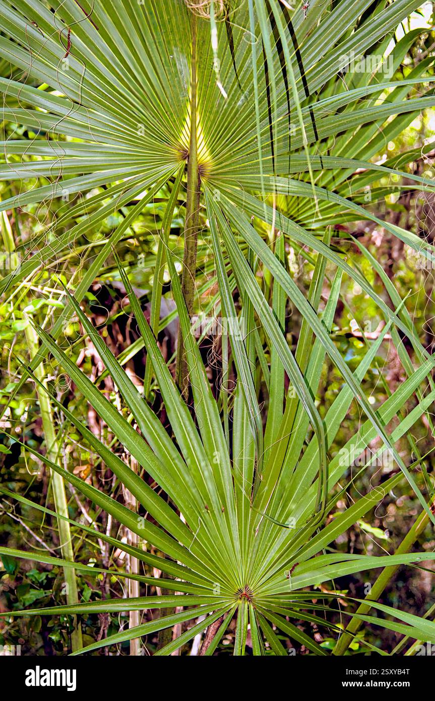 Cabbage palm frond and a saw palmetto frond. Saw palmetto stem ends at ...