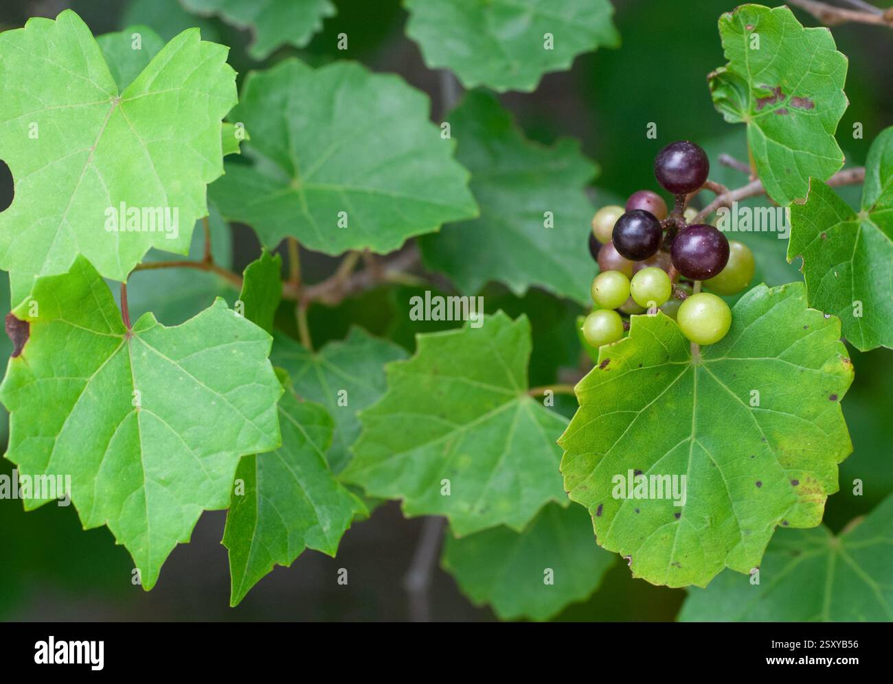 A close-up of a native Wild Muscadine grapevine, Vitis rotundifolia ...