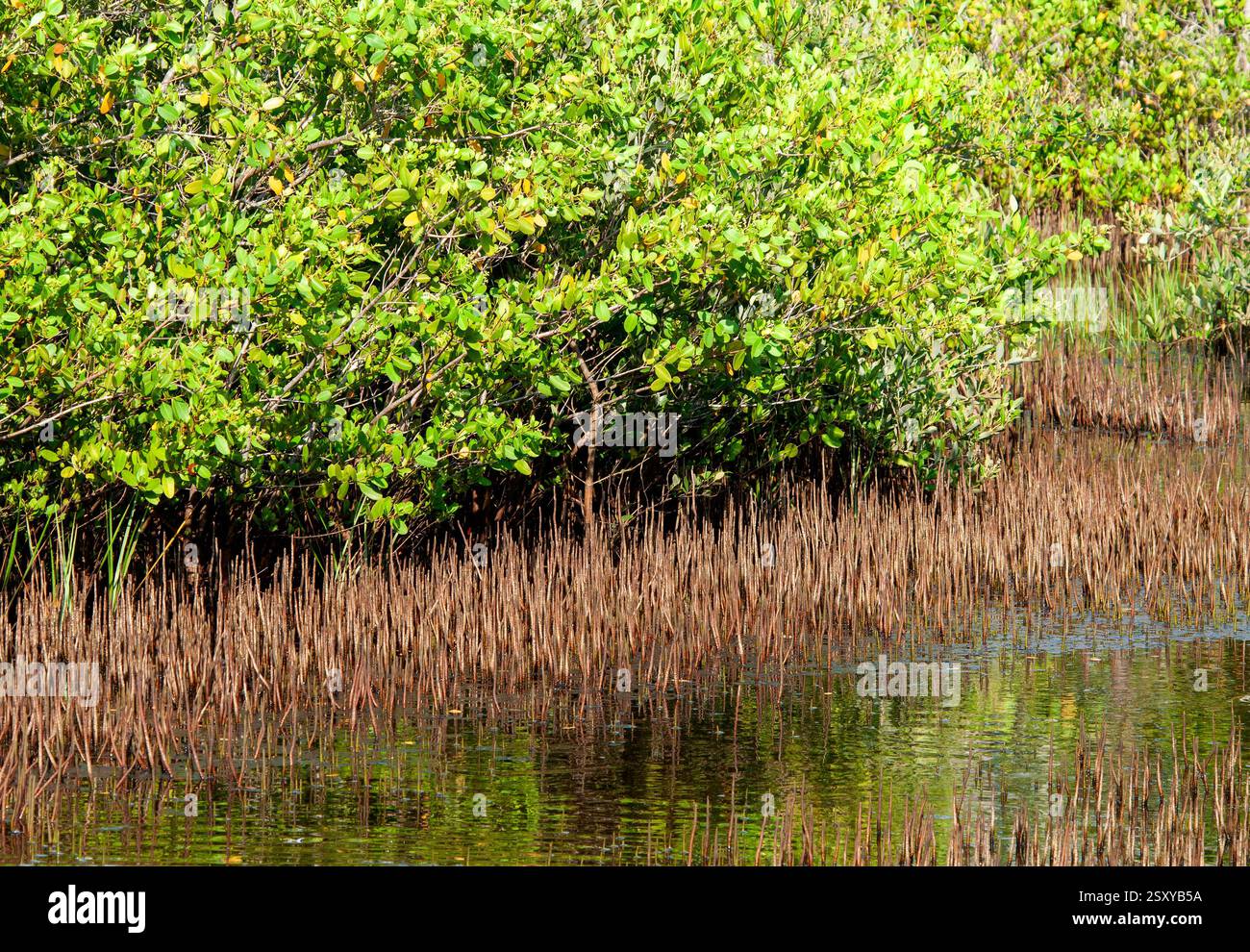 A shoreline of black mangroves, Avicennia germinans, showing dense ...