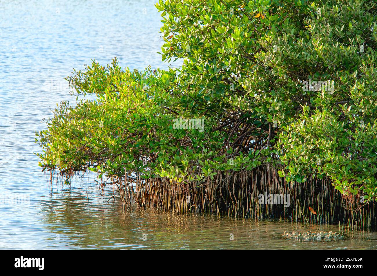 Black mangroves, Avicennia germinans, growing along the coast in ...