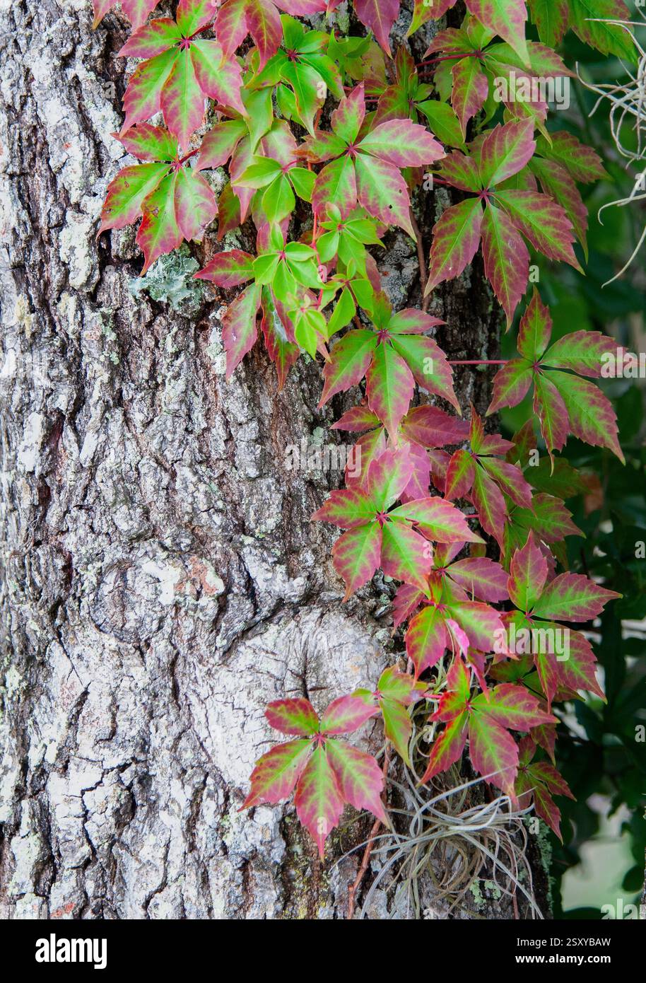 Five leave vine hi-res stock photography and images - Alamy