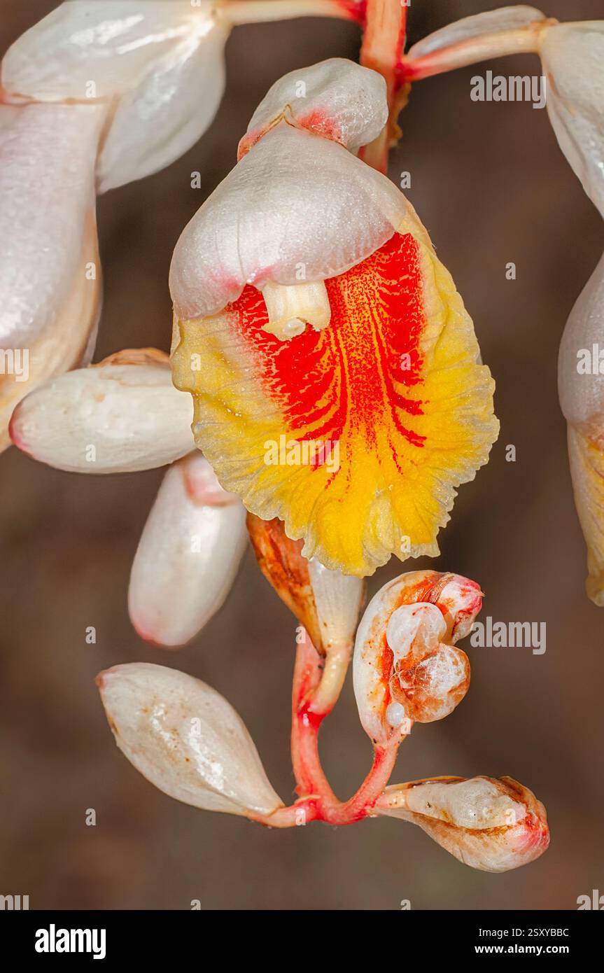 Macro image of the exotic flower and buds of the variegated shell ...