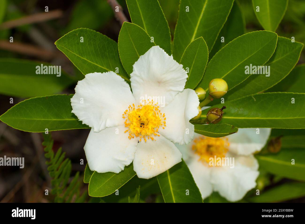 The white flower and green leaves of Loblolly Bay, Gordonia lasianthus ...