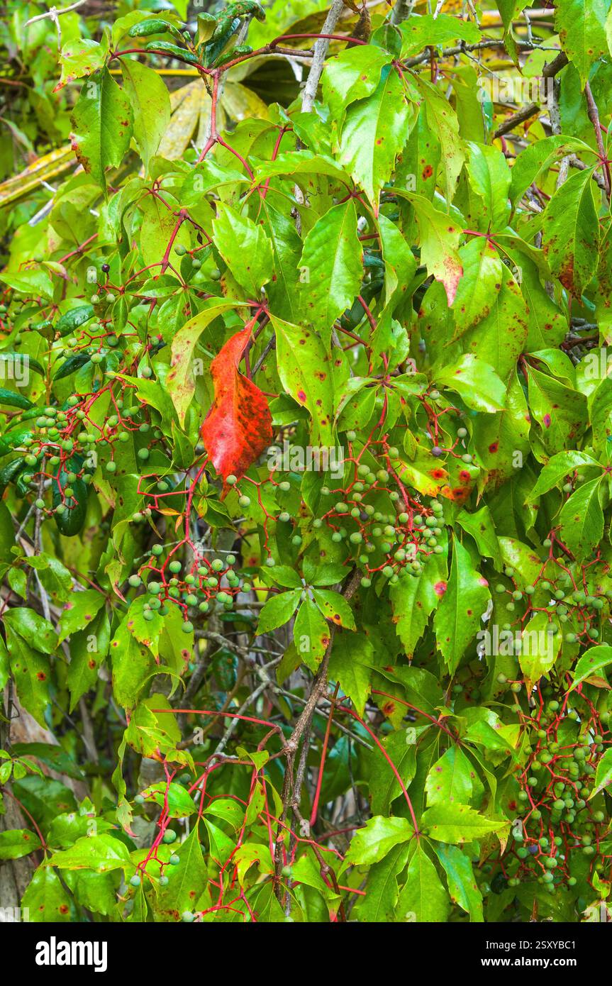 A dense cluster of Virginia creeper vine, Parthenocissus quinquefolia ...