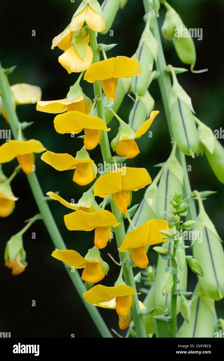 A closeup of the bright yellow flowers and seed pods of Showy rattlebox ...