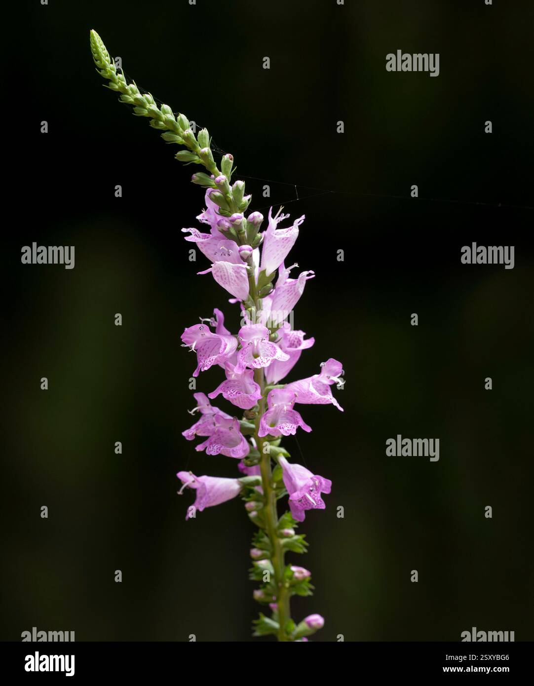 Physostegia purpurea, Eastern false dragonhead. A spike of pink spotted ...