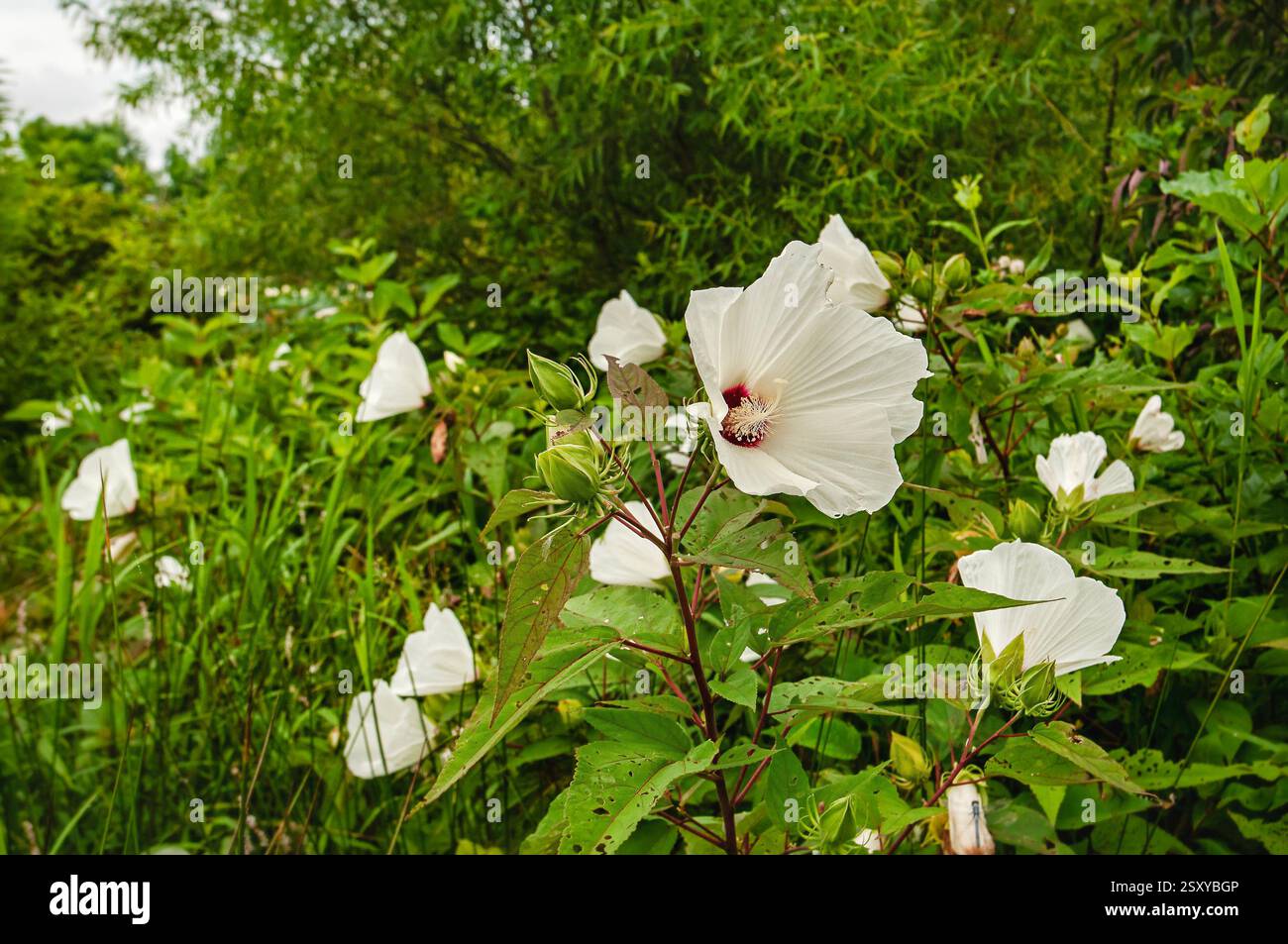 Swamp plant with flowers hi-res stock photography and images - Alamy