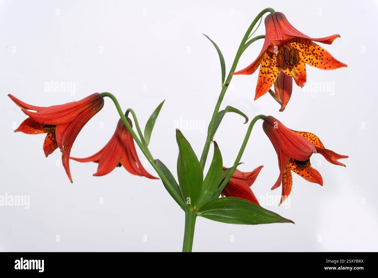 Photo of Lilium grayi, Gray's Lily, isolated on a white background ...