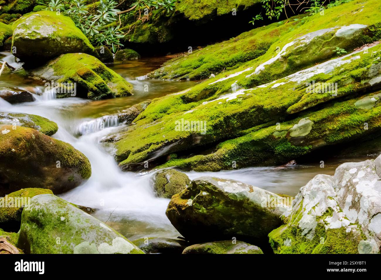 Stream of water flows over mossy rocks. The water is clear and the ...