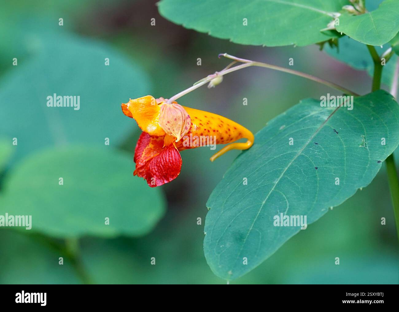 Side view of Jewelweed, Impatiens capensis. The showy flower is orange with red spots and a ...