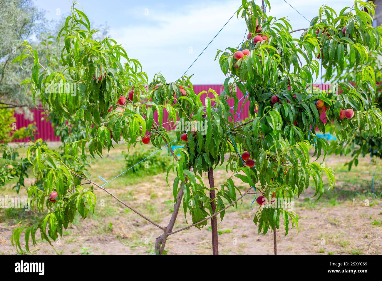 Peach tree with ripe fruits on stretchers on a trellis. Rich harvest ...