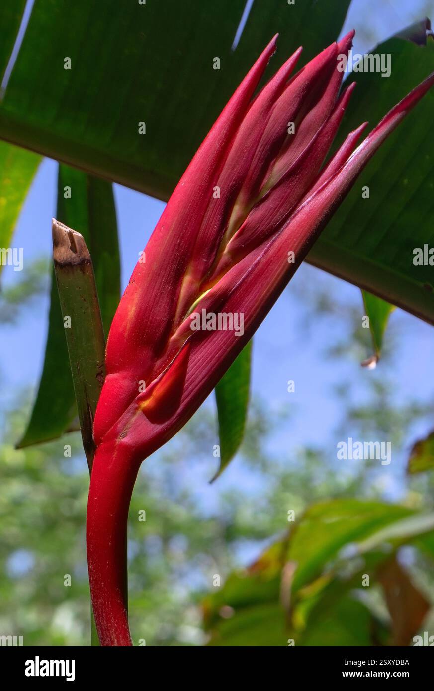 Tropical red Heliconia lobster claw plant (false bird of paradise Stock ...
