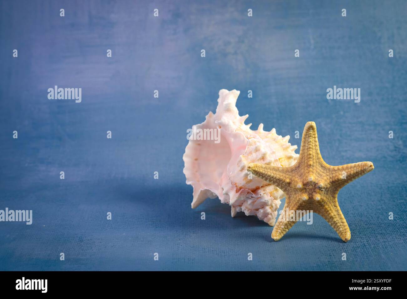 A beautiful sea shell and a stunning starfish on a vibrant blue ...