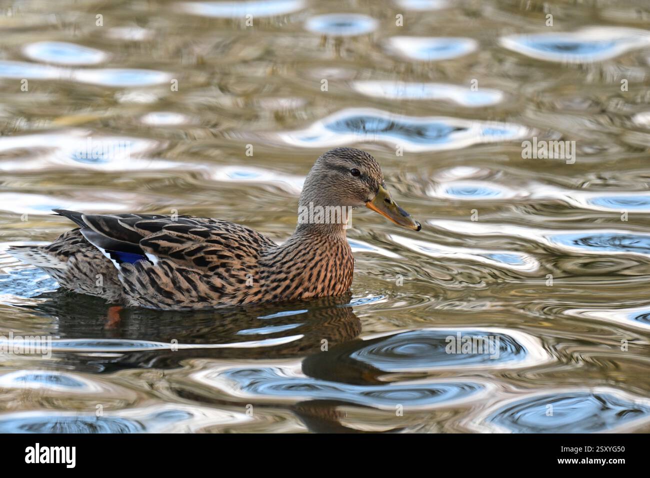 Female Mallard Duck,Coppice pond, St Ives, Bingley, West Yorkshire ...
