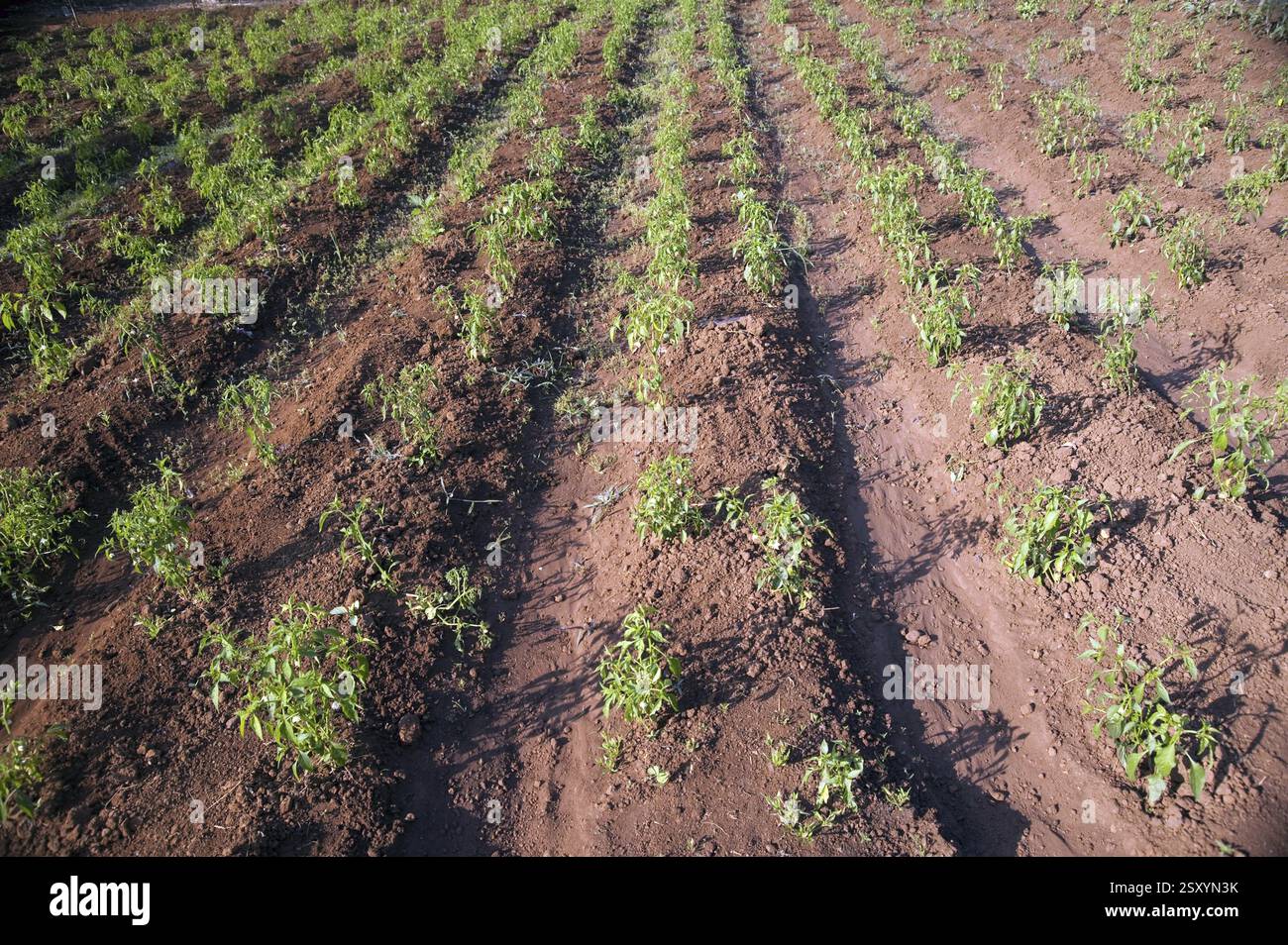 Crop capsicum village lanja ratnagiri Maharashtra India Asia Stock ...