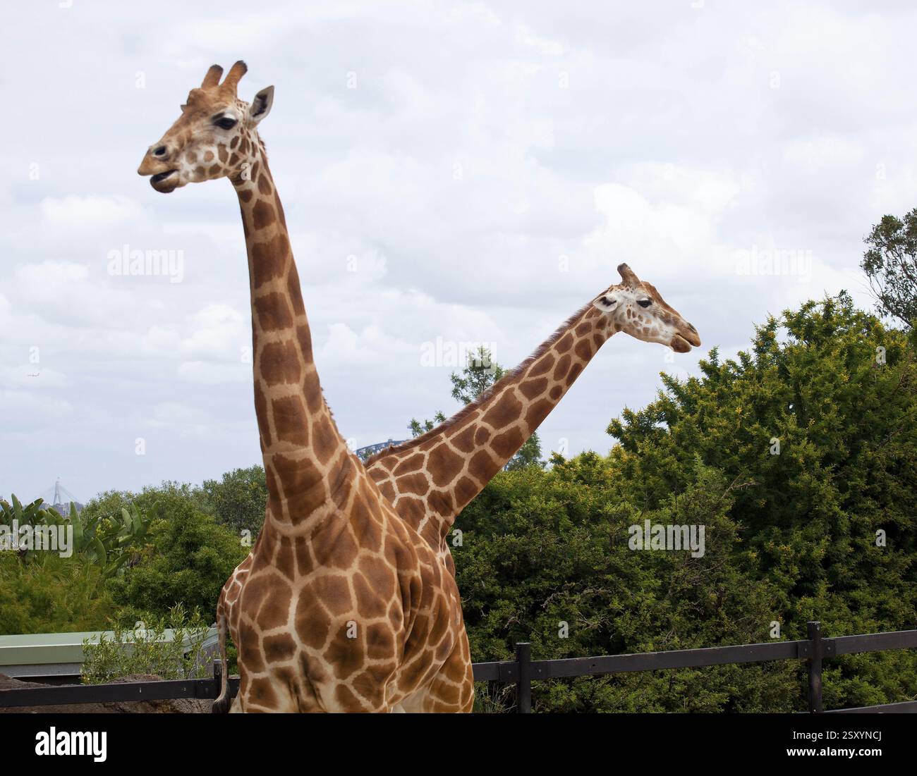 Giraffe, taronga zoo, sydney, australia Stock Photo - Alamy