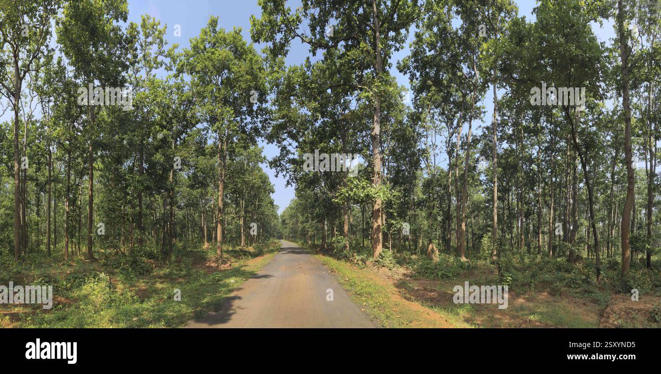 Sal trees forest, bastar, chhattisgarh, india, asia Stock Photo - Alamy