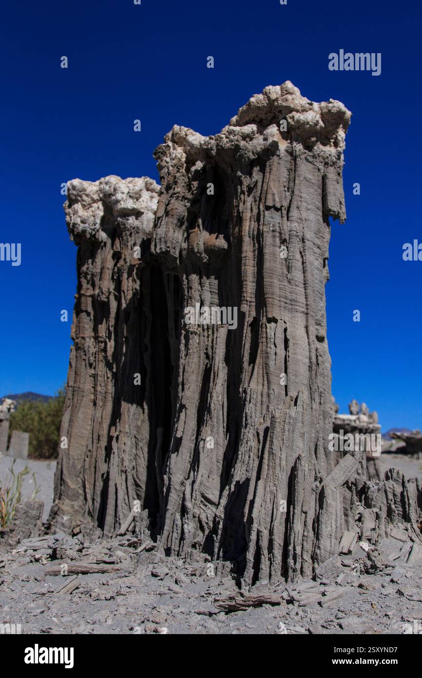 Large tree with a lot of branches and a lot of bark. The bark is white ...
