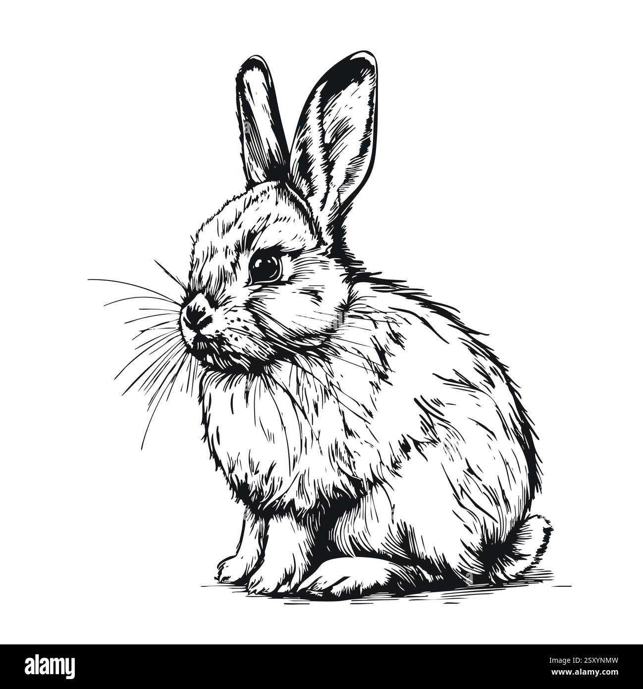 rabbit ink sketch vector illustration Stock Vector Image & Art - Alamy