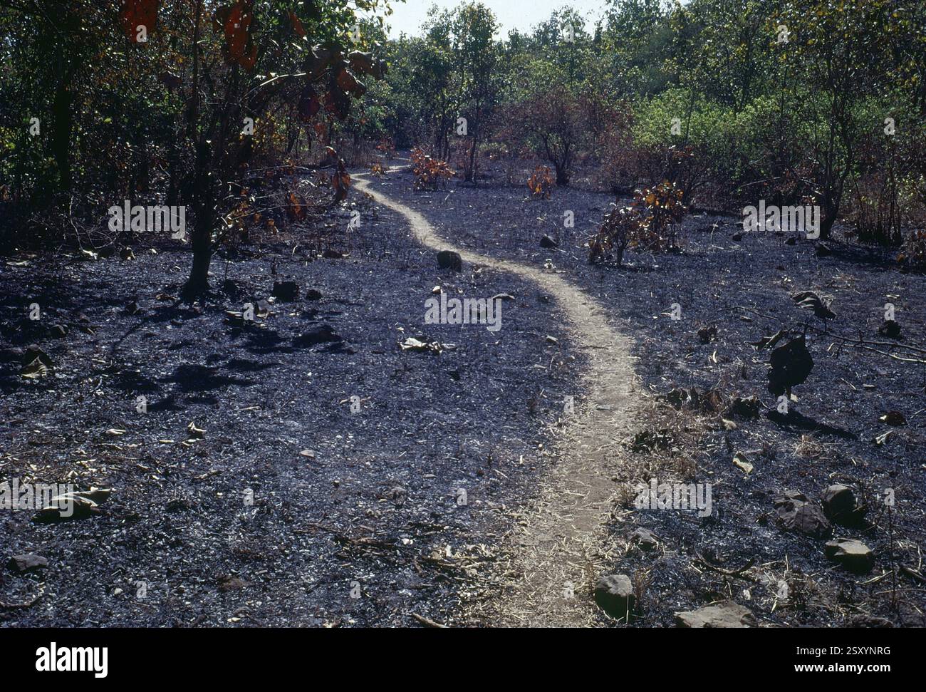 Path in burn forest sanjay gandhi national park, mumbai, maharashtra ...