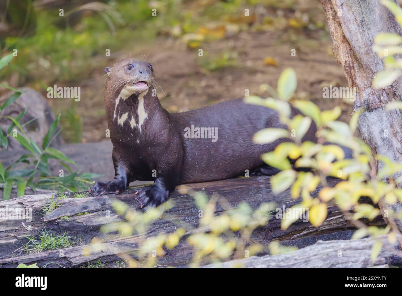 A giant otter or giant river otter (Pteronura brasiliensis) stands on a ...