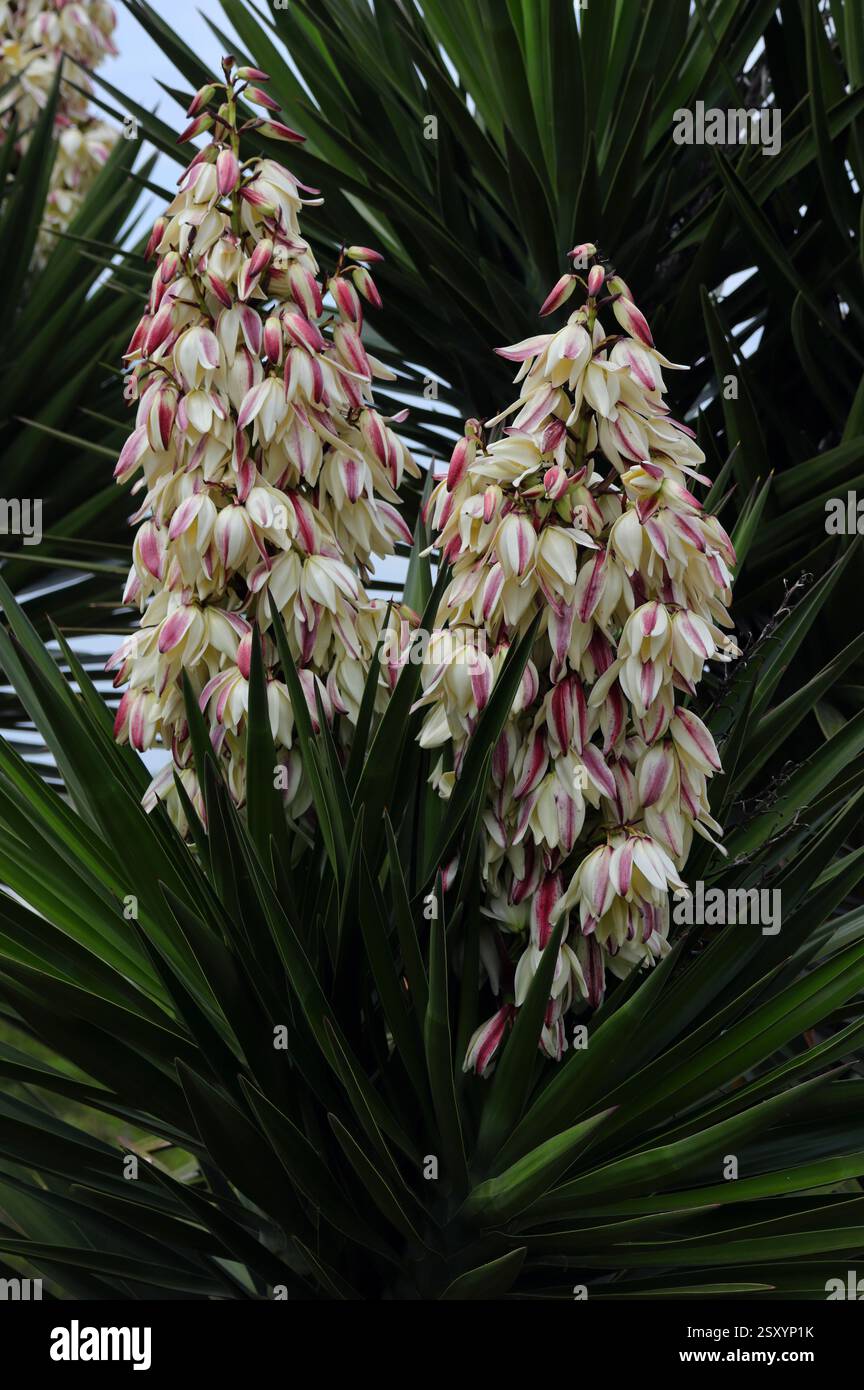 Yucca filamentosa, commonly called Adam's needle, Spanish bayonet ...