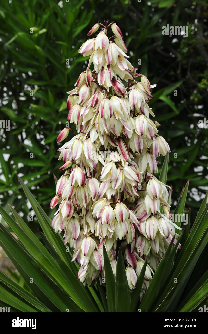 Yucca filamentosa, commonly called Adam's needle, Spanish bayonet ...
