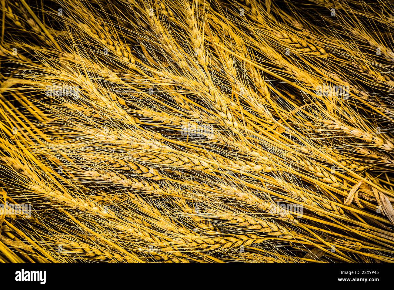 Field of yellow wheat. The wheat is tall and has a lot of leaves. The ...