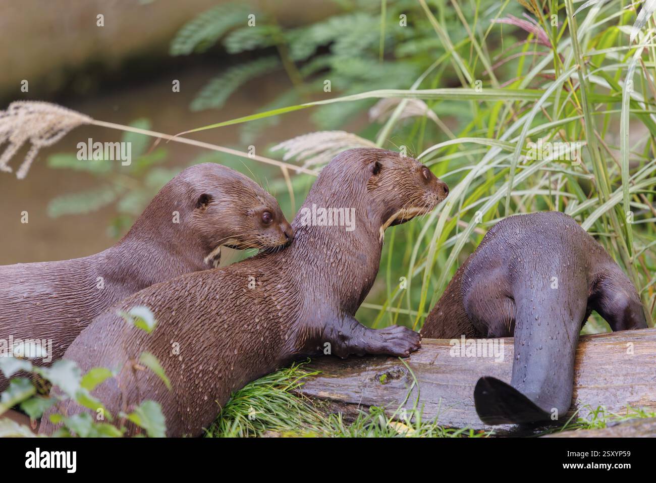 Two giant otter or giant river otter (Pteronura brasiliensis) play on a mossy rotten tree lying ...