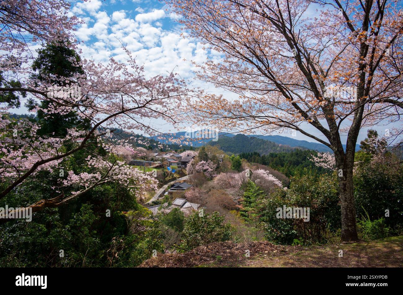 View of the Mount Yoshino Hiking trails captured during the full cherry ...