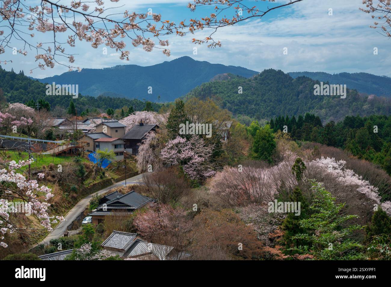 View of the Mount Yoshino Hiking trails captured during the full cherry ...