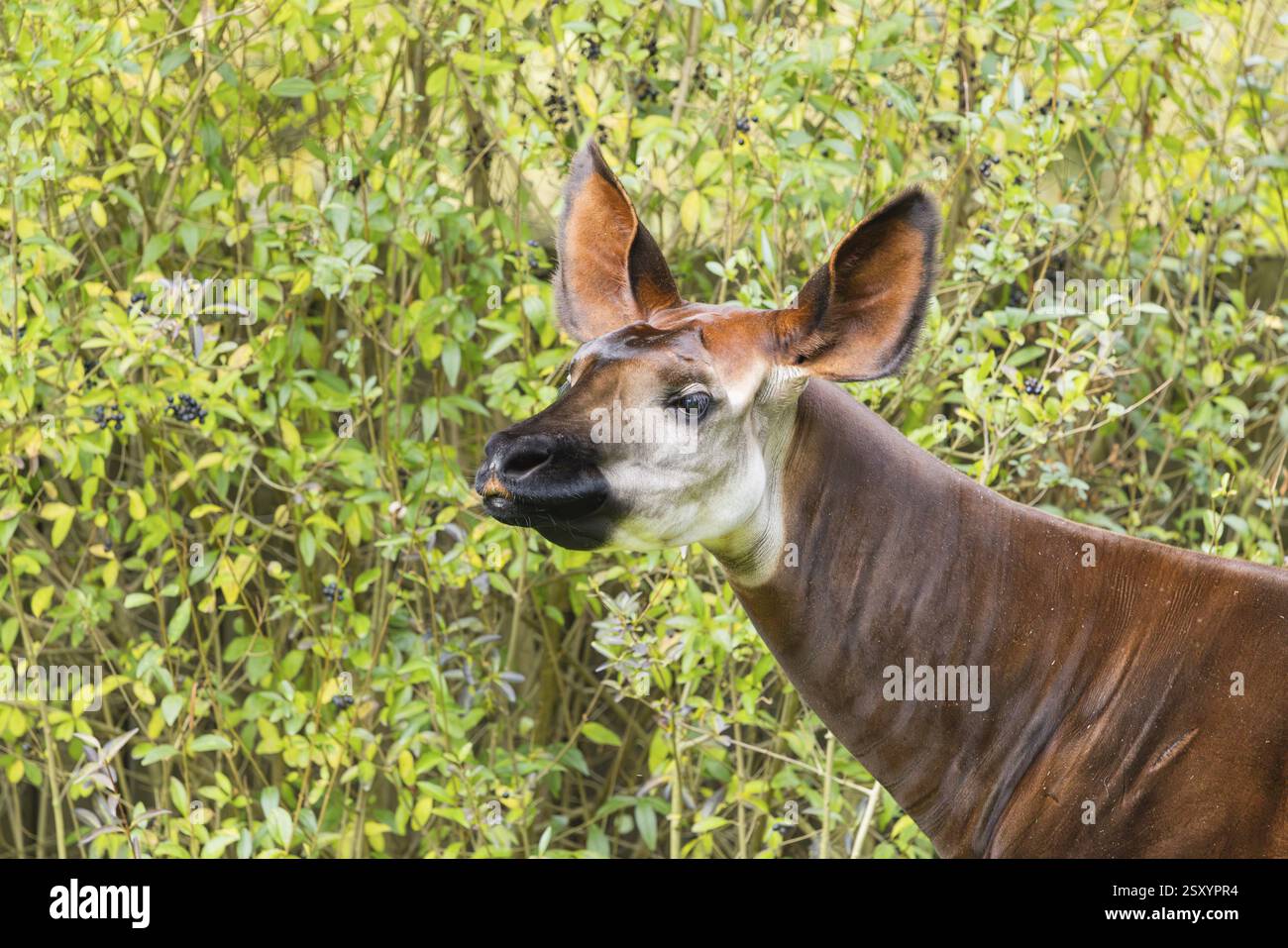 An adult okapi (Okapia johnstoni) stands in the middle of green bushes ...