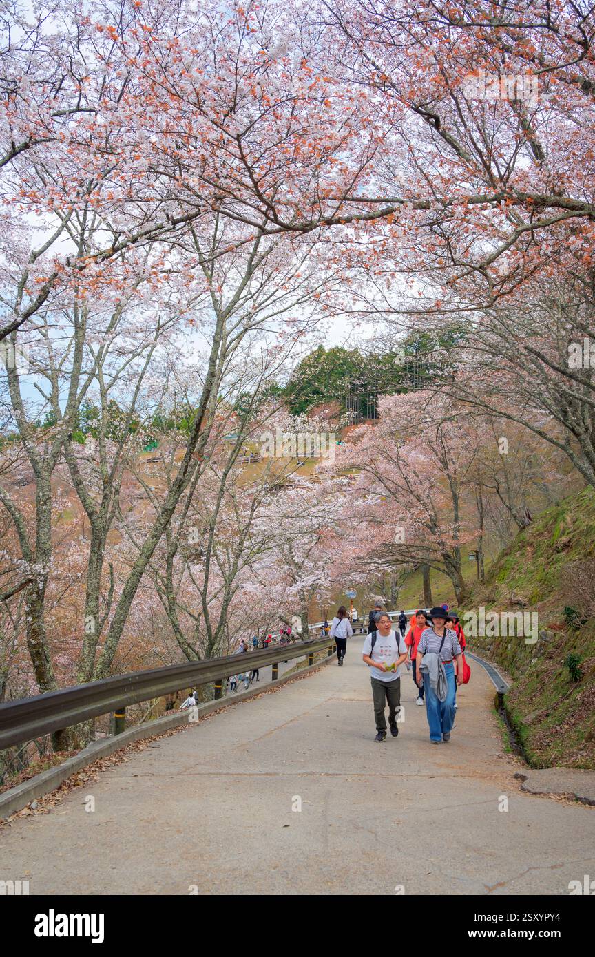 View of the Mount Yoshino Hiking trails captured during the full cherry ...