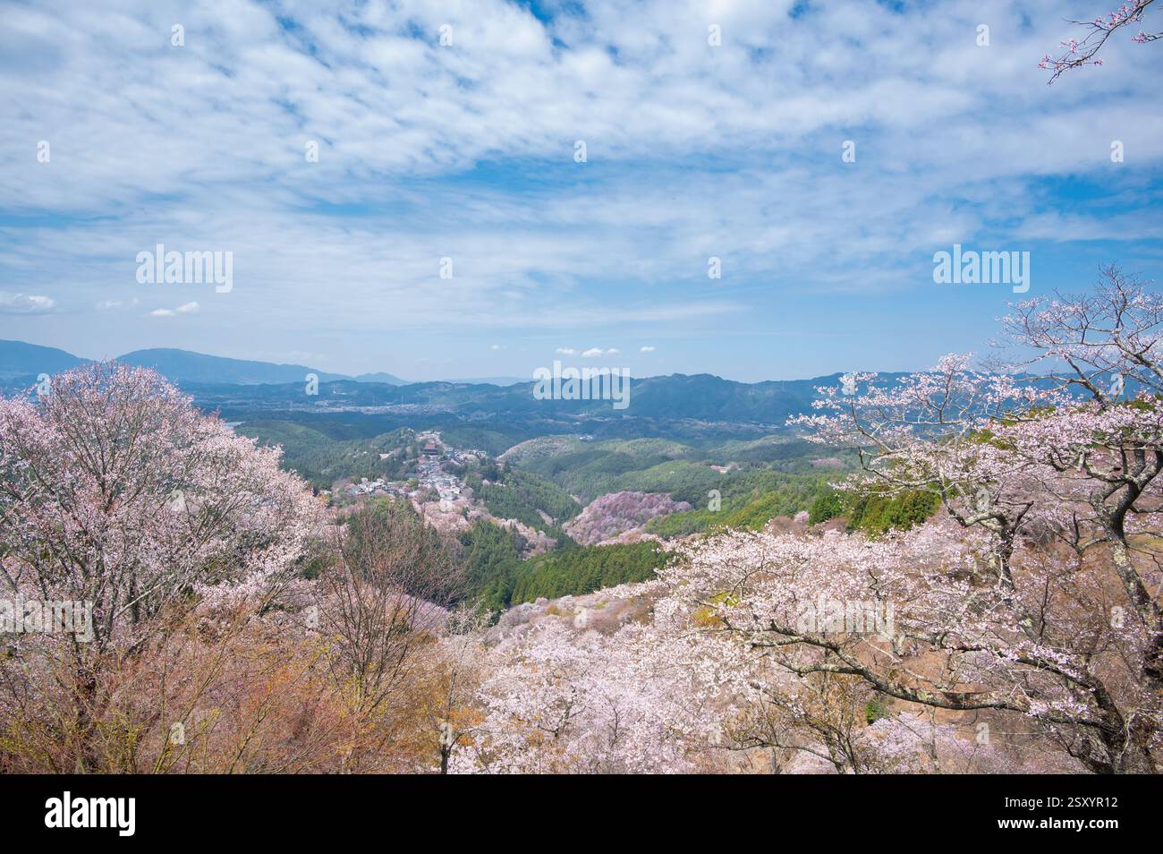View of Mount Yoshino captured during the full cherry blossom season in ...