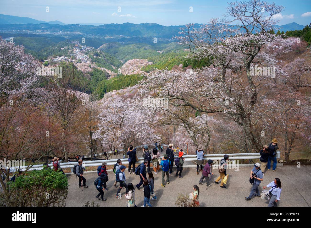 View of the Mount Yoshino Hiking trails captured during the full cherry ...