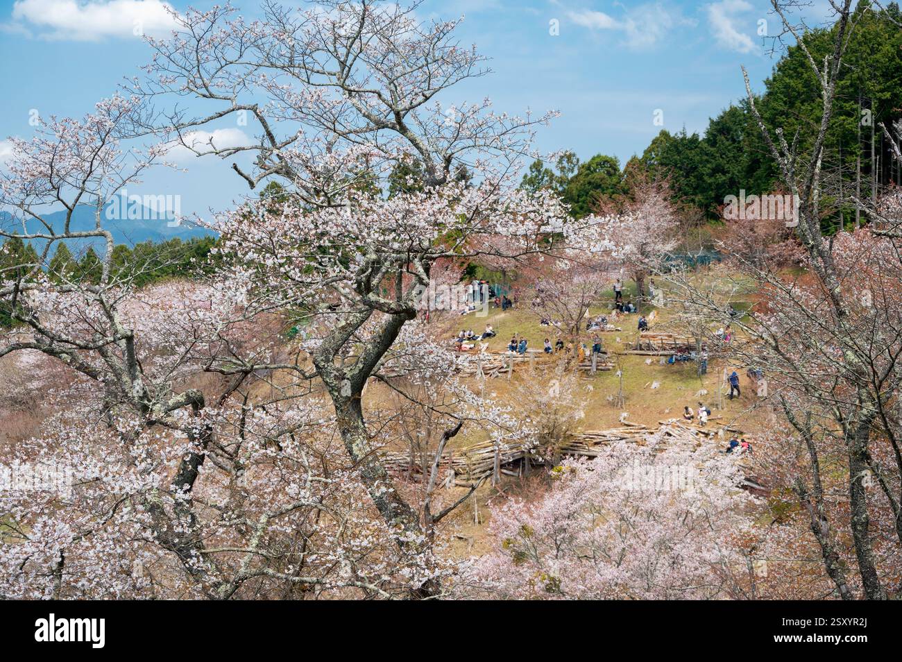 View of the Mount Yoshino Hiking trails captured during the full cherry ...