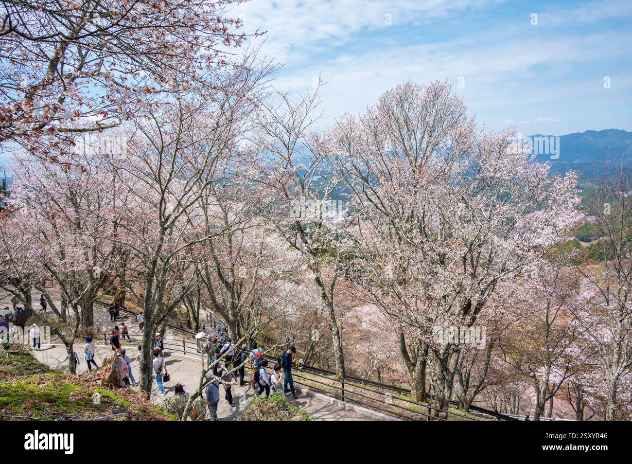 View of the Mount Yoshino Hiking trails captured during the full cherry ...