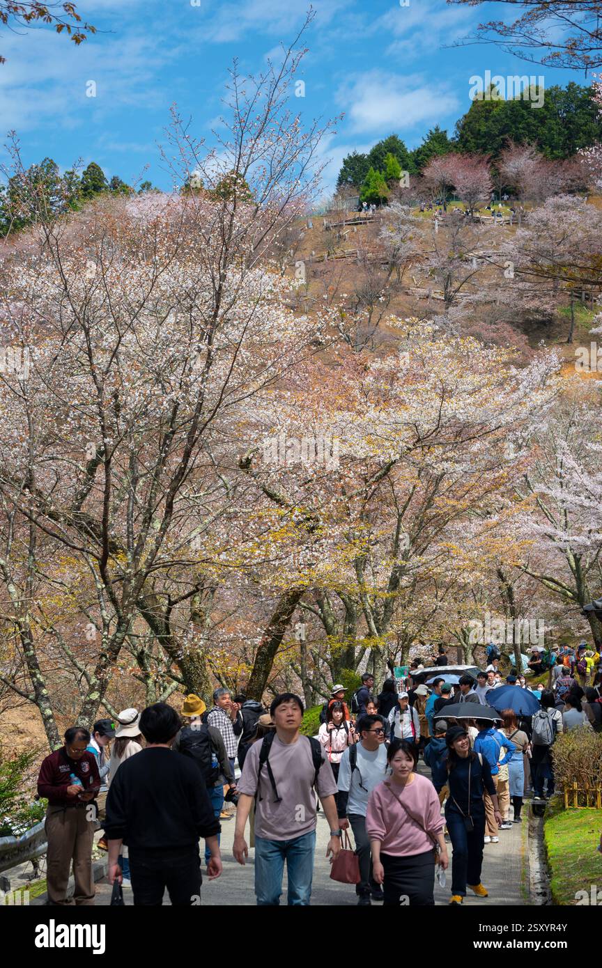 View of the entrance of the Mount Yoshino Hiking trails captured during ...