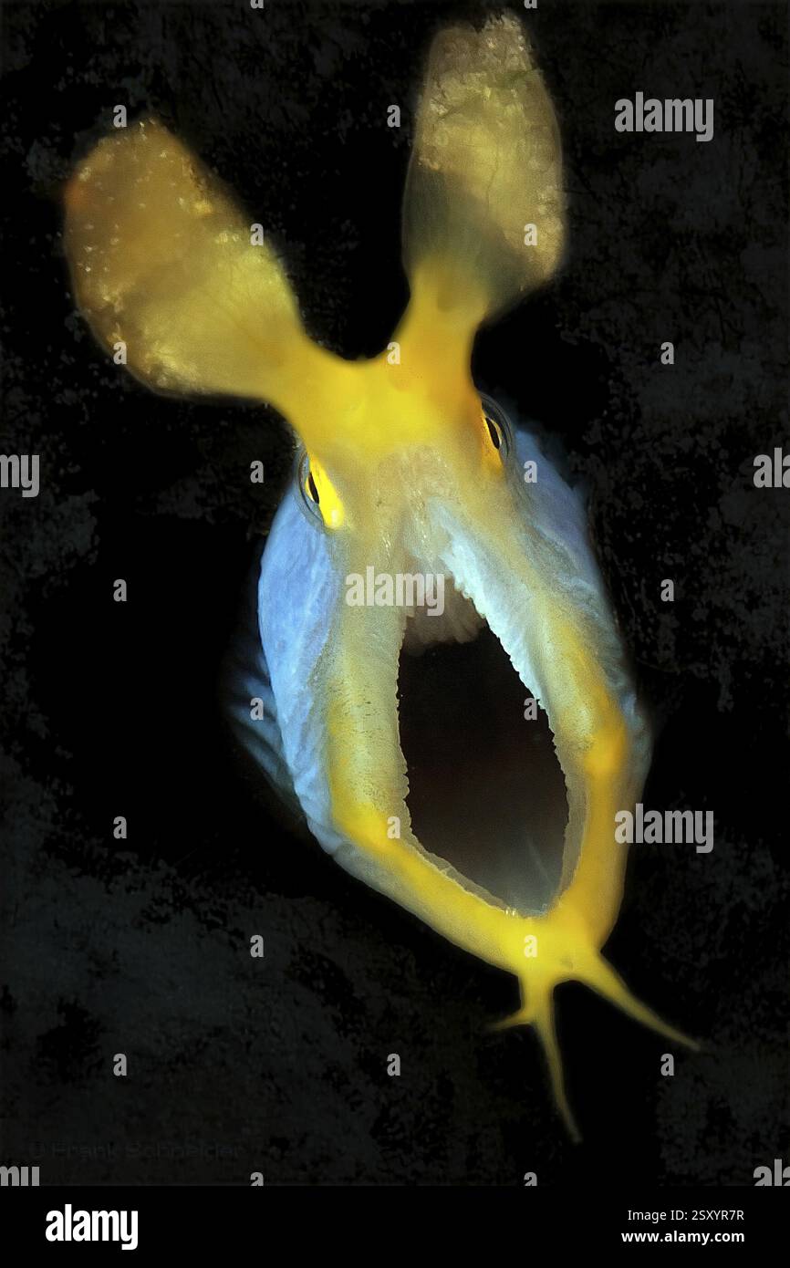 Underwater photo close-up of head of female moray eel (Rhinomuraena ...