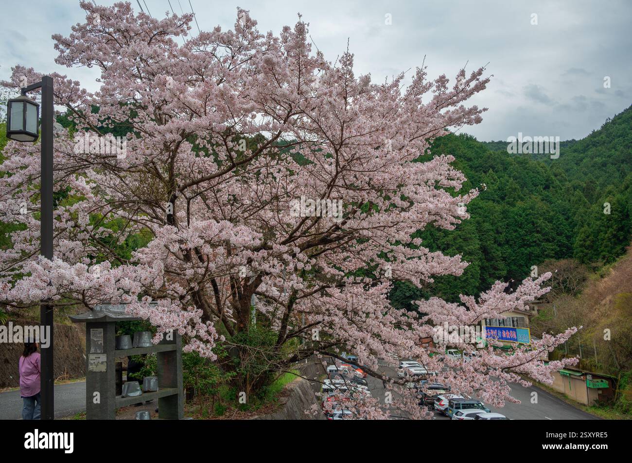 View of the temple complex of Tsubosaka- Dera, a temple with a giant ...