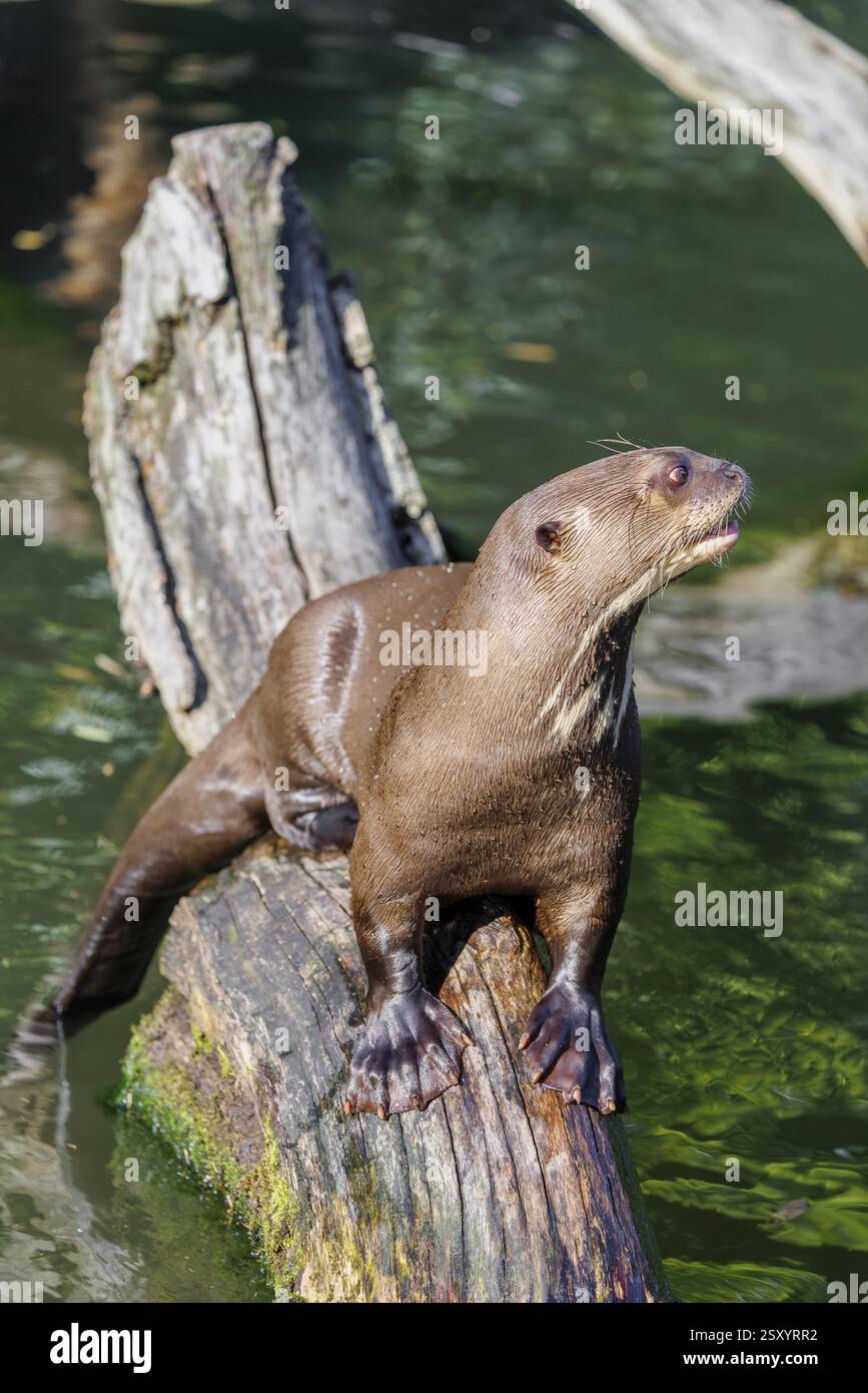 A giant otter or giant river otter (Pteronura brasiliensis) sits on a rotten log that lies in ...