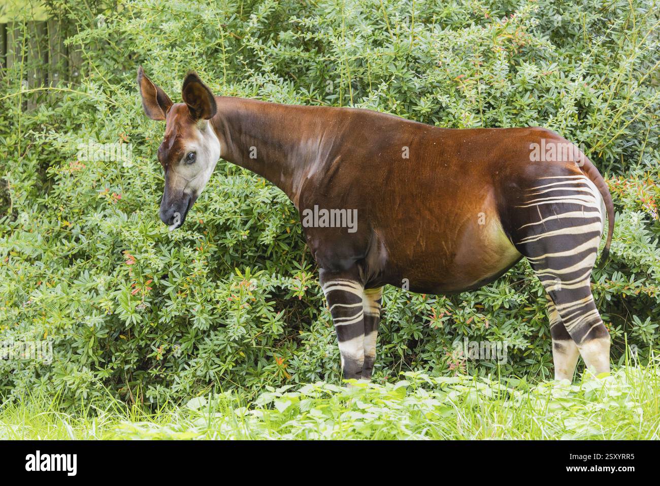 An adult okapi (Okapia johnstoni) stands in the middle of green bushes ...
