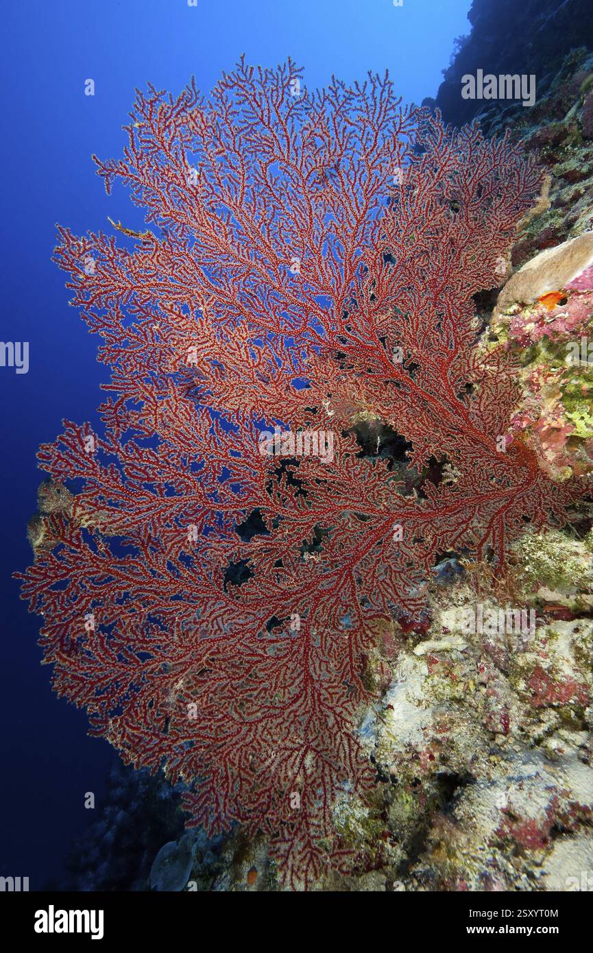Red coral fans in coral hi-res stock photography and images - Alamy