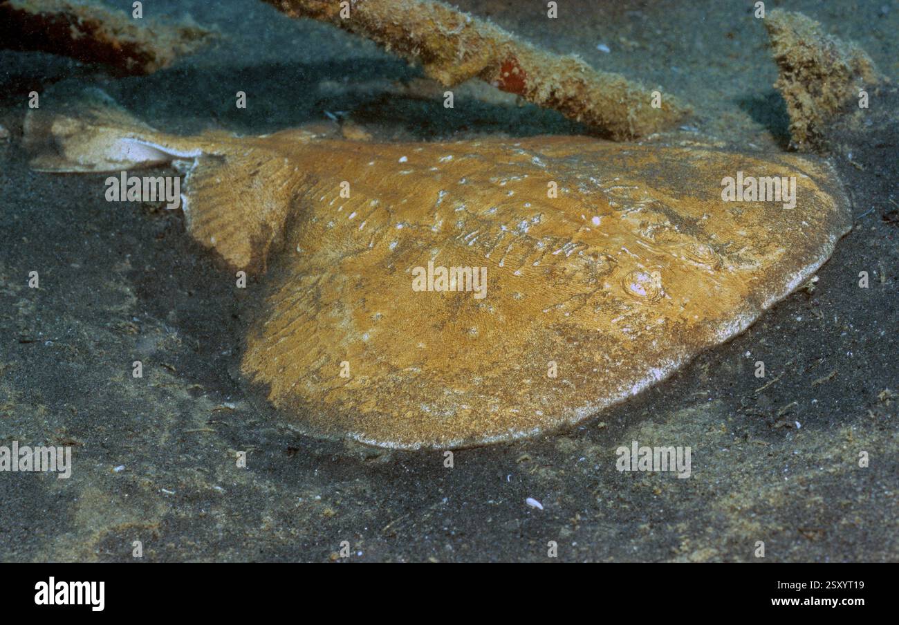 Electric bow-fronted electric ray (Torpedo panthera) Bow-fronted ...