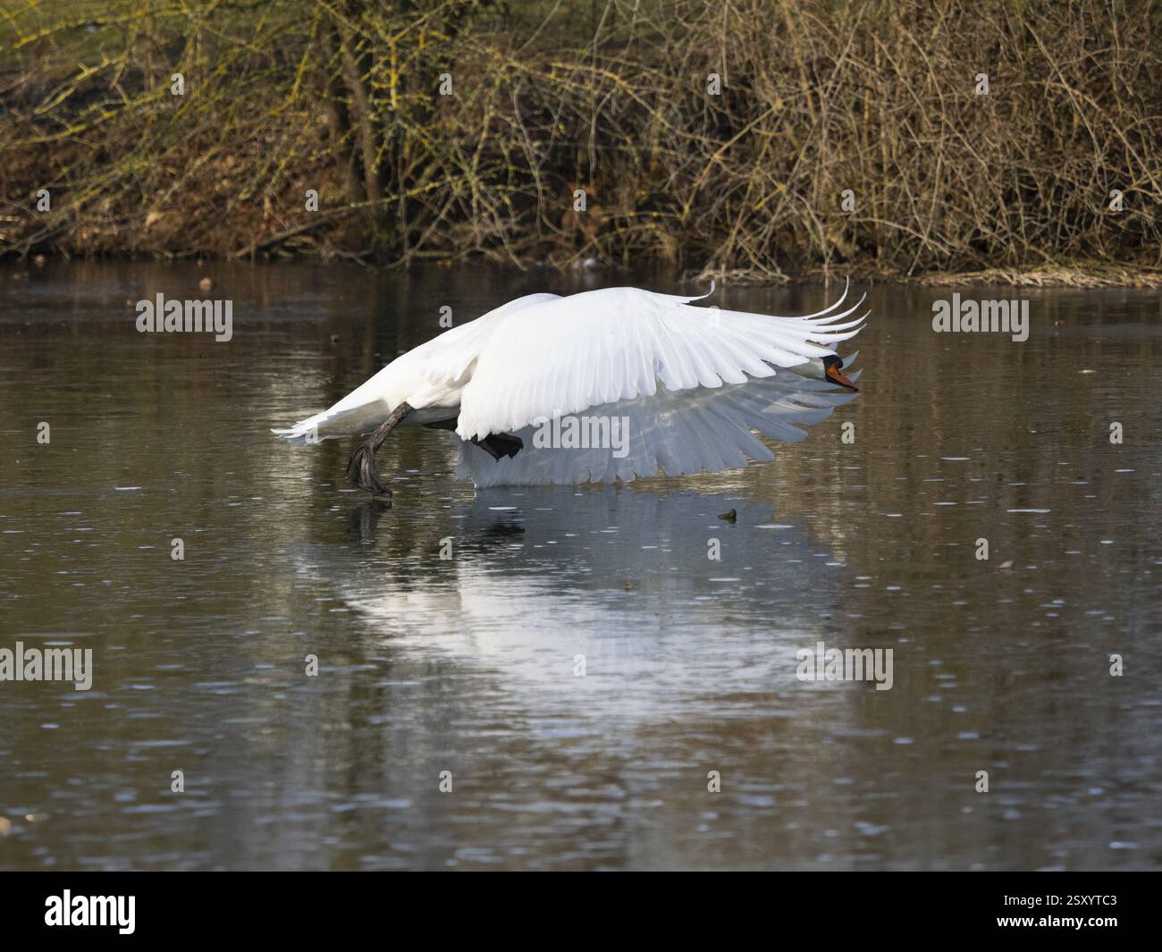 Mute Swan (Cygnus olor), male bird, nearly in flight across a frozen ...