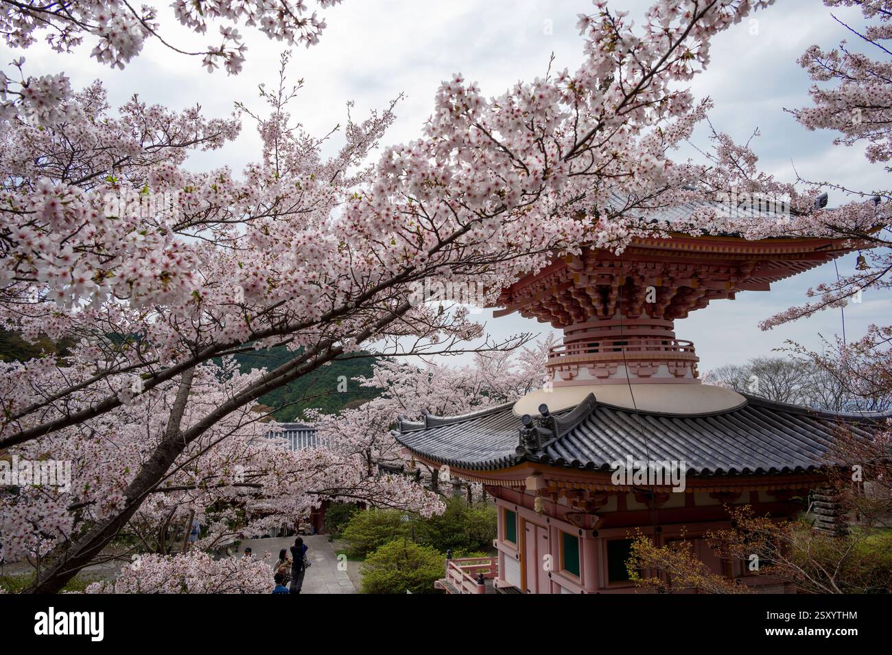 View of the temple complex of Tsubosaka- Dera ,a temple with a giant ...