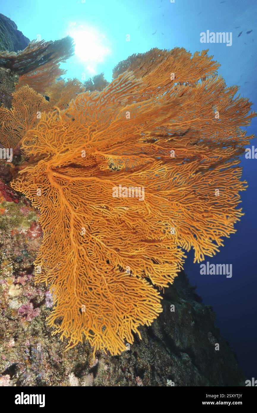 Large horn coral (Annella mollis) spreading fan coral Gorgonian with ...