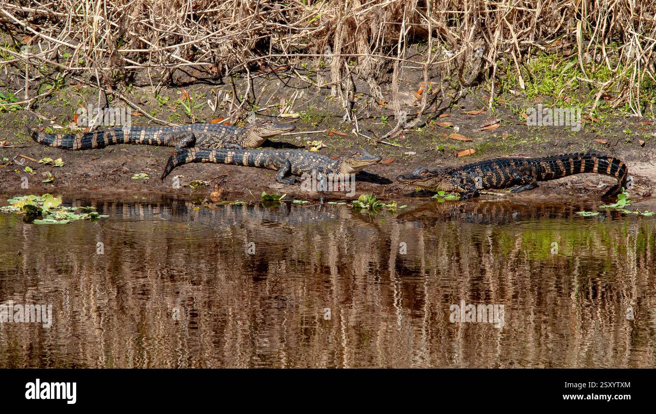 Adolescent alligators hi-res stock photography and images - Alamy